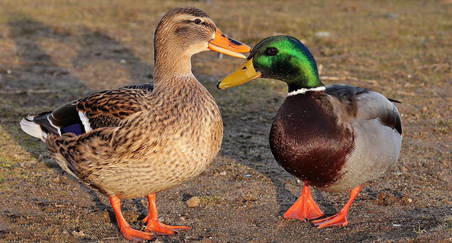 Adopter un canard domestique : Nos Recommandations