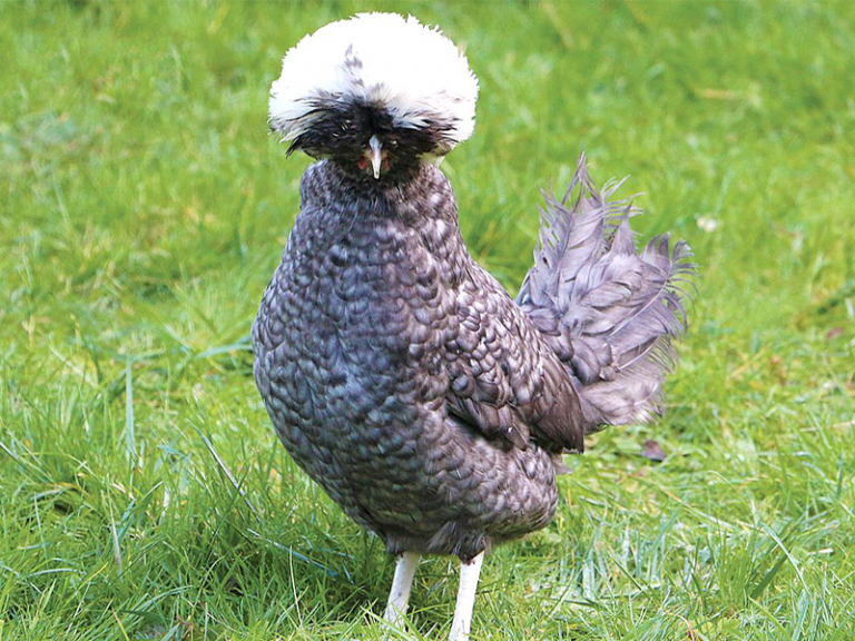 Top des 10 races de poules les plus tendances du moment