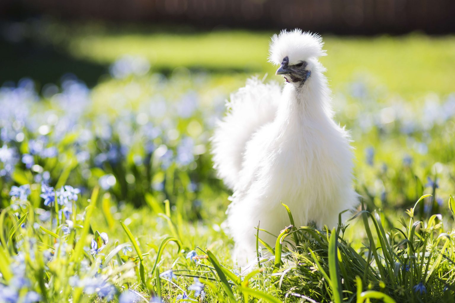 Poule soie : caractère, alimentation, durée de vie, élevage