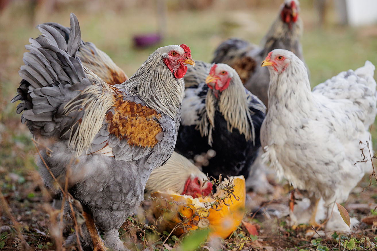 Poule Brahma : caractère, alimentation et soins